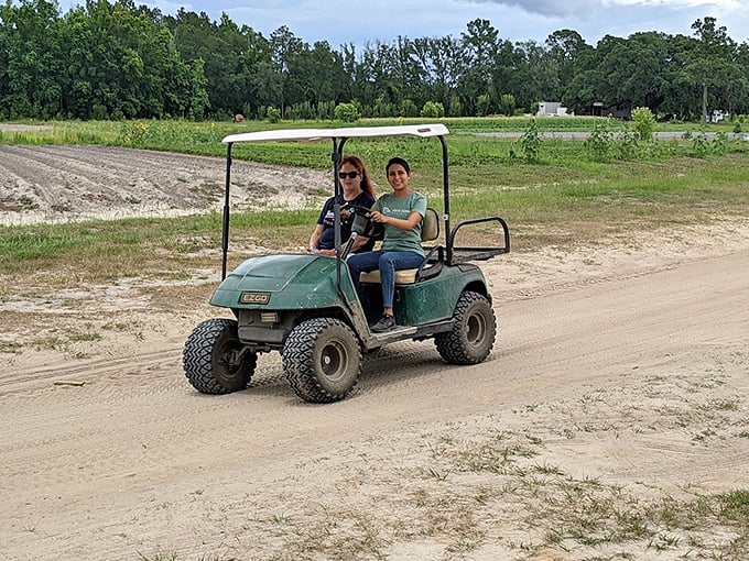 Farm transportation at its finest: a golf cart safari through fields of possibility, where every turn reveals new growth.