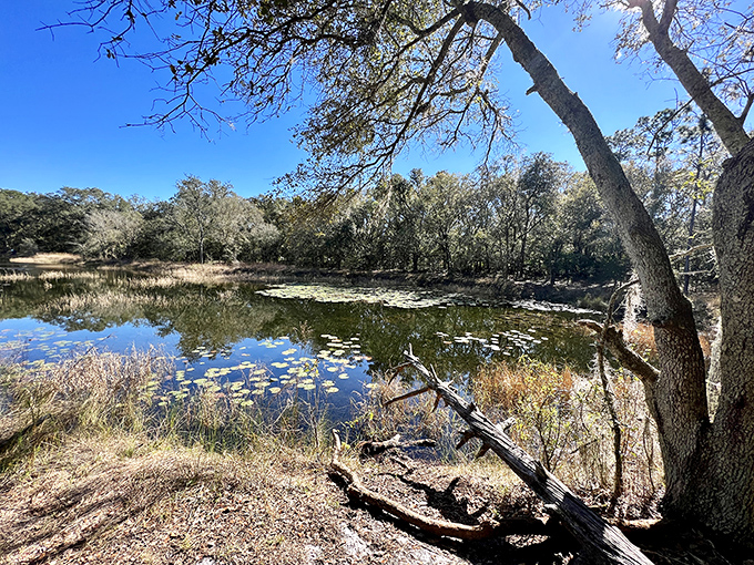 Violet Cury Preserve: Nature's quiet masterpiece where lily pads dot the water like an impressionist painting come to life.