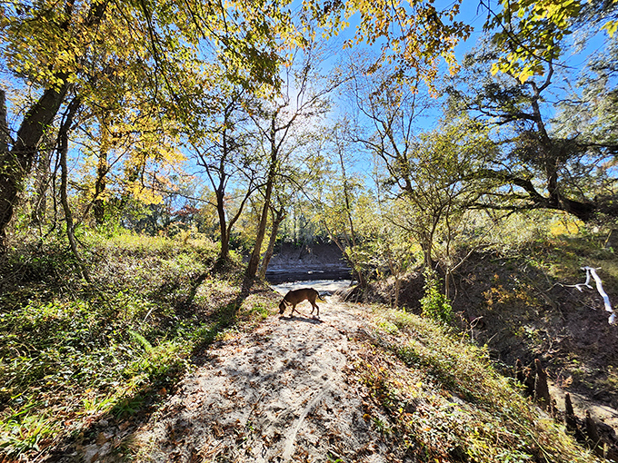 A four-legged explorer investigates the sandy path, following in pawprints of countless creatures who've visited these waters.