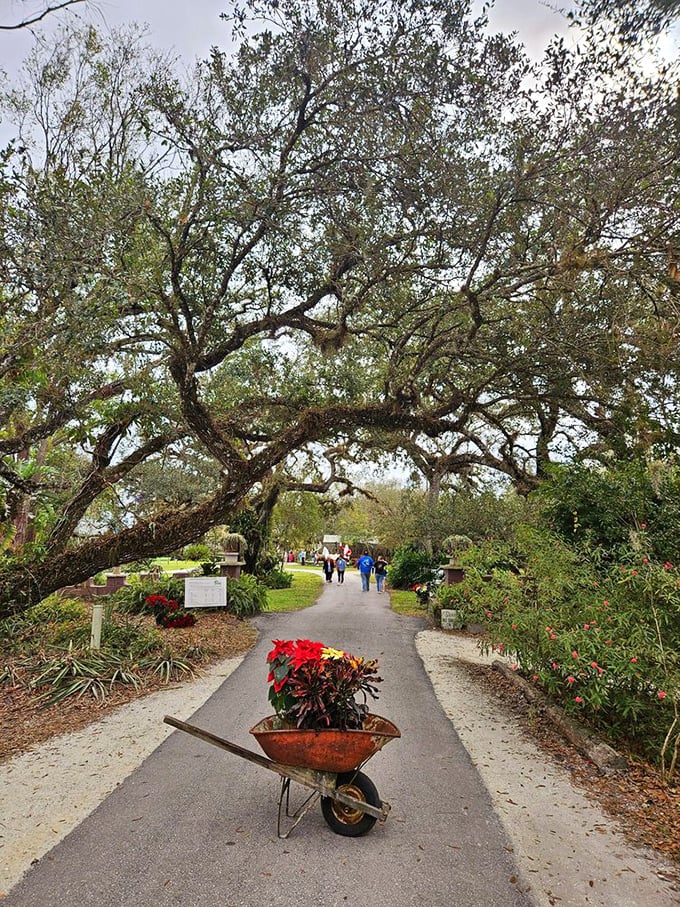 Ancient oaks create a natural archway, their branches reaching out like nature's own welcome committee to this man-made wonder.