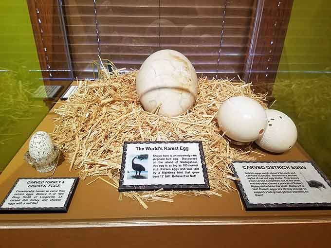 From tiny to tremendous, these eggs prove nature's got range when it comes to packaging new life.