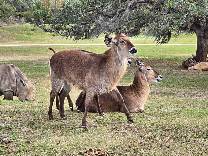 Alert and elegant, waterbucks stand guard in their family group, their distinctive white ring markings visible against their reddish-brown coats.