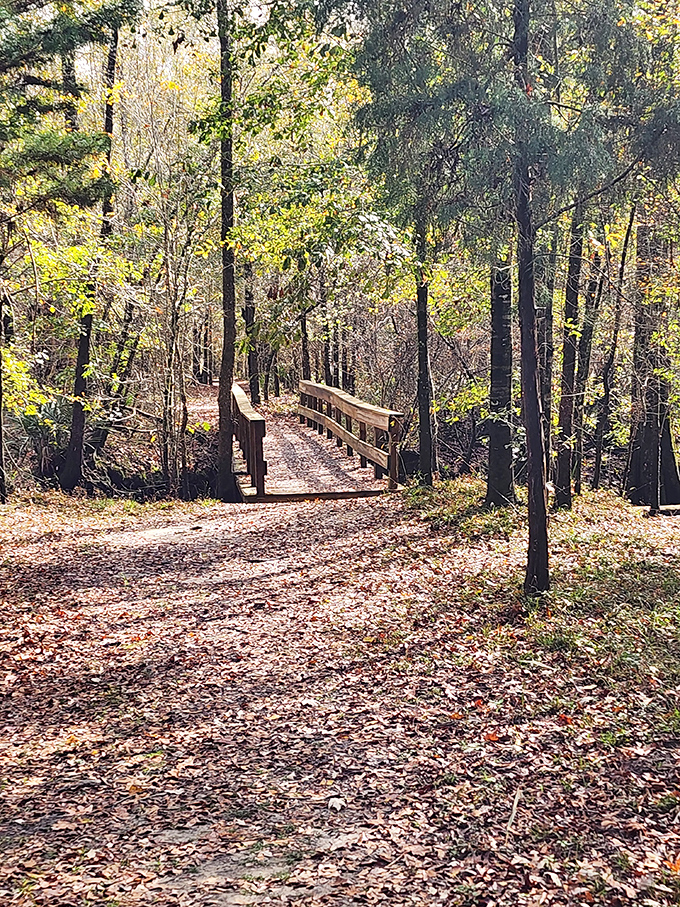 This rustic wooden footbridge offers safe passage over wetlands while maintaining the trail's immersive connection to the natural world.