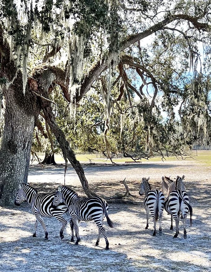 The stripes are mesmerizing! These zebras look like living optical illusions, enjoying a sunny, patterned promenade under the ancient oaks.