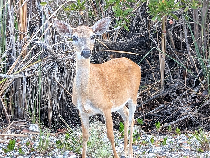 This alert doe pauses mid-browse, her ears perked up like nature's satellite dishes scanning for the slightest unusual sound.