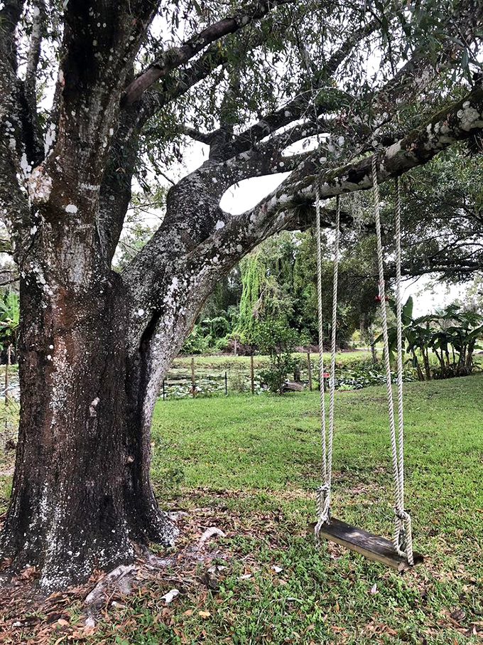 A simple wooden swing hanging from an ancient tree offers the perfect spot for contemplation between sips of elderberry or mango wine.