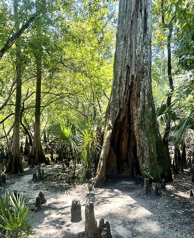 Ancient sentinel: this majestic cypress has stood watch for centuries, its massive trunk telling stories of floods, droughts, and countless human visitors.