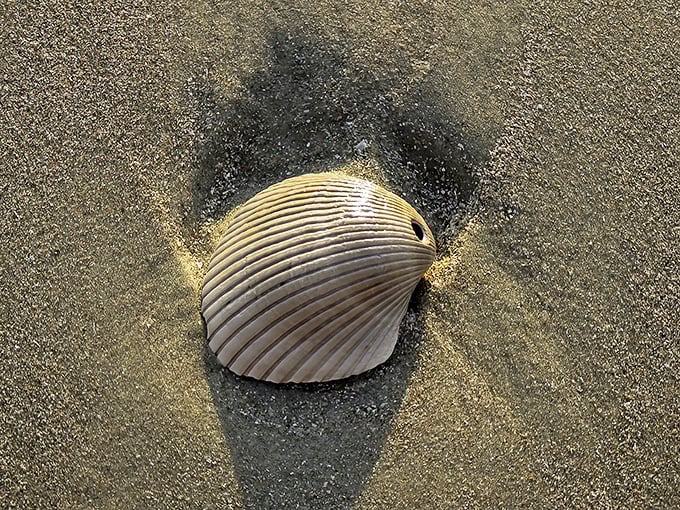 A perfect cockle shell nestles into its sandy bed, a porcelain-smooth treasure waiting for the right beachcomber.