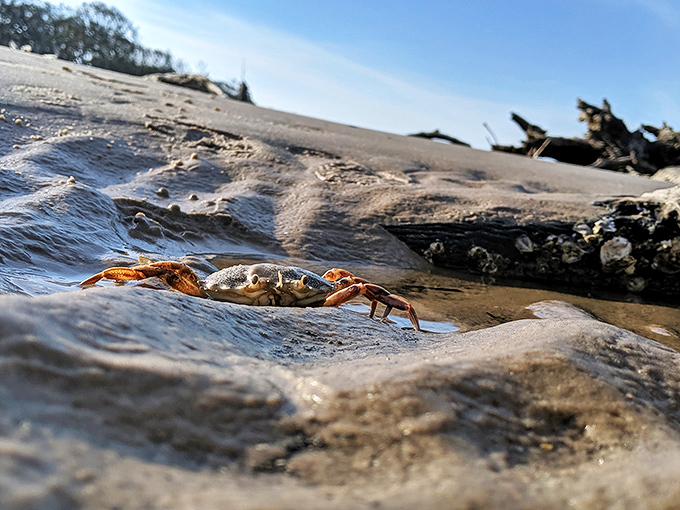 A tiny beach resident pauses for its close-up, adding a splash of vibrant orange to the otherwise monochromatic landscape.