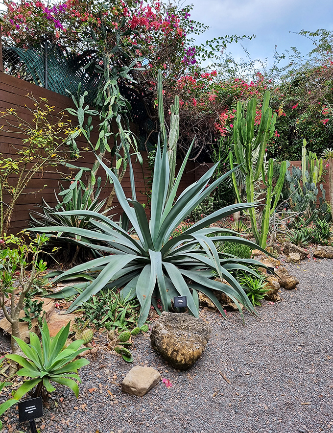 Desert meets tropics in this dramatic plant display, proving that nature's most interesting characters often have the sharpest edges.