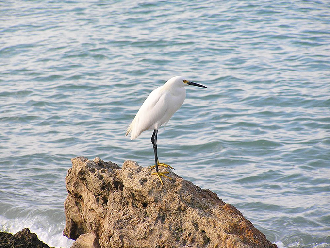 A snowy egret strikes a regal pose, seemingly appointed as the official greeter for this natural coastal paradise.