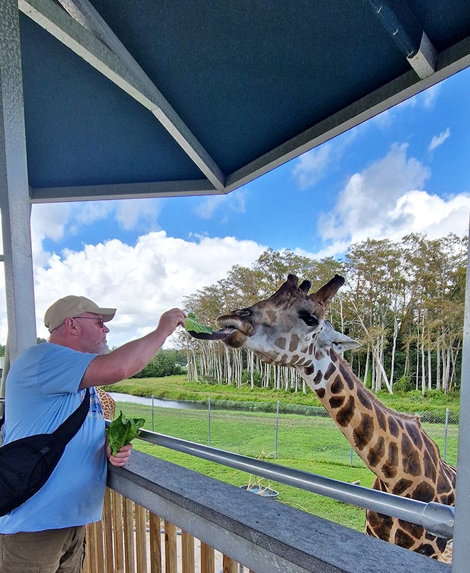 The magical moment of connection as a visitor offers leafy treats to a gentle giraffe, bridging the gap between species.