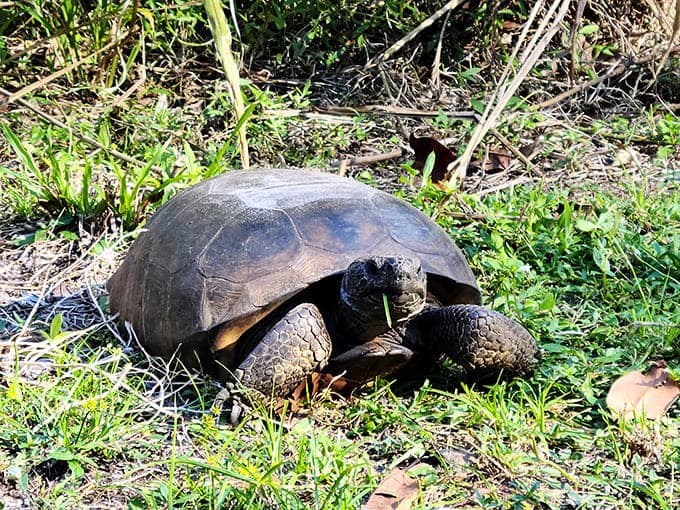 "Excuse me, I live here!" A gopher tortoise, Florida's gentle bulldozer, pauses mid-journey across the park's sandy soil.