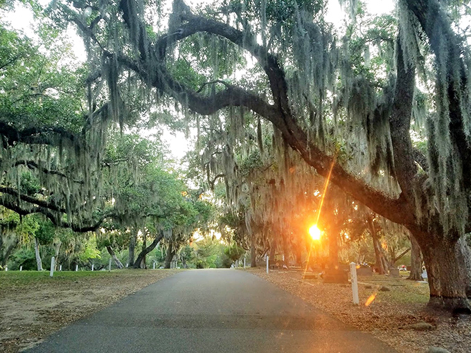 The cemetery's winding paths invite contemplative strolls, sunlight breaking through the canopy like nature's own spotlight.