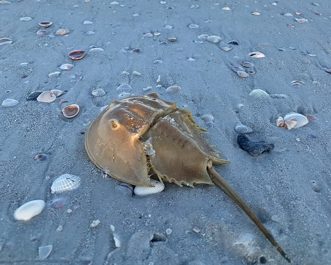 The horseshoe crab &ndash; nature's living fossil and beach decorator &ndash; has been perfecting its prehistoric look for 450 million years.