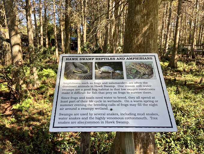 Nature's educational billboard: where you learn that "highly venomous" really means "please keep your distance, curious humans."