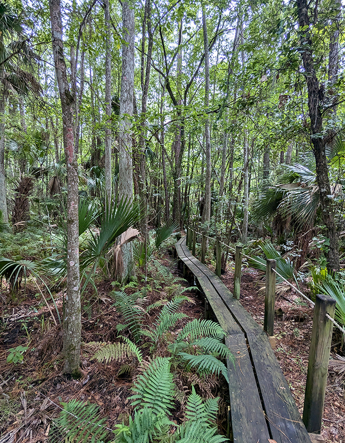 Towering trees and lush greenery creates a magical corridor where imagination and reality intertwine.