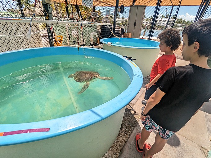 Young visitors experience the magic of connection as they observe recovering turtles, planting seeds of conservation in the next generation of ocean advocates.