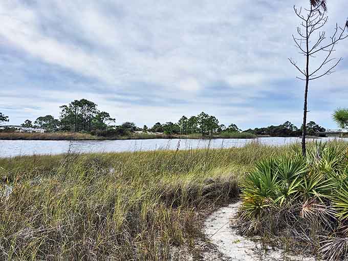 The coastal lake shimmers under cloud-dappled skies, its brackish waters hosting a unique ecosystem where freshwater meets salt.