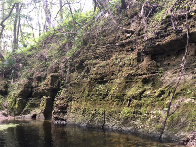 This limestone wall bears witness to water's patient work, carving passages through Florida's foundation one drop at a time.