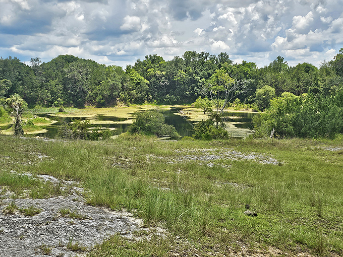 Beyond the manicured gardens, natural Florida stretches out in untamed beauty &ndash; a reminder of what inspired this oasis.