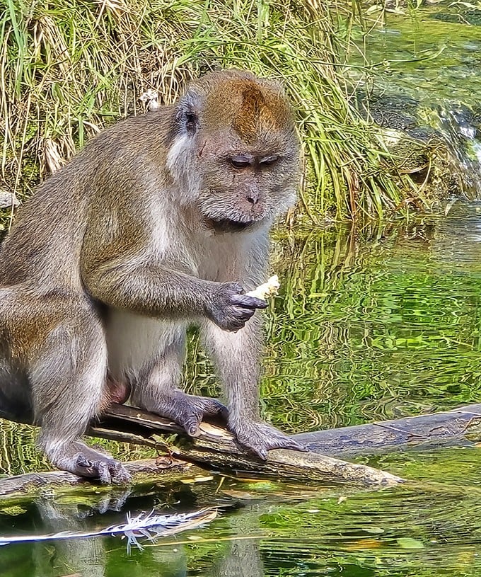 Contemplation by the water's edge &ndash; this macaque seems deep in thought, perhaps pondering life's great mysteries or just the next meal.