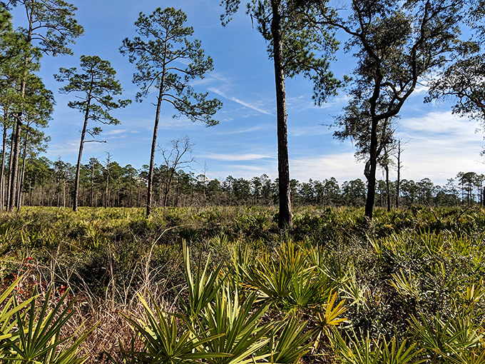 Florida's natural landscape reveals itself in layers &ndash; from towering pines to scrubby palmettos, each playing a role in this complex ecosystem.