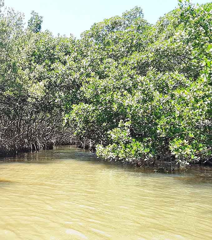 Mangroves create emerald corridors through Caladesi's waterways, offering shade and shelter to countless marine nurseries below.