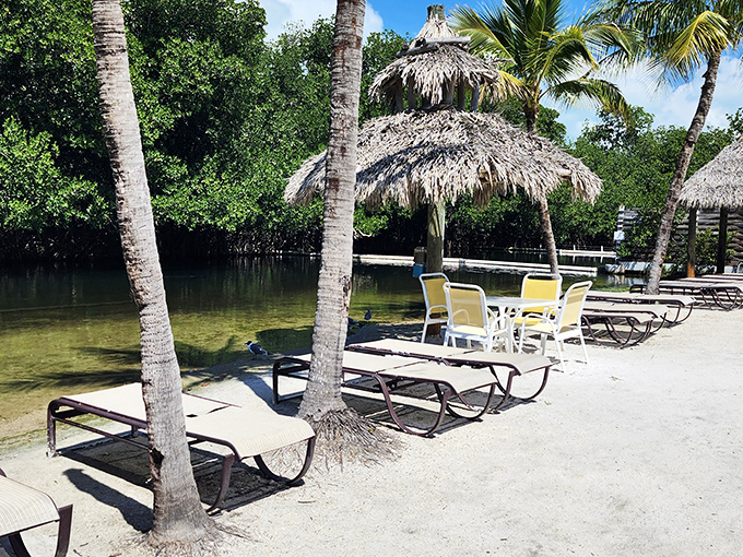 Lounge chairs and thatched umbrellas offer peaceful respite between shows. The perfect spot to contemplate why you live up north.