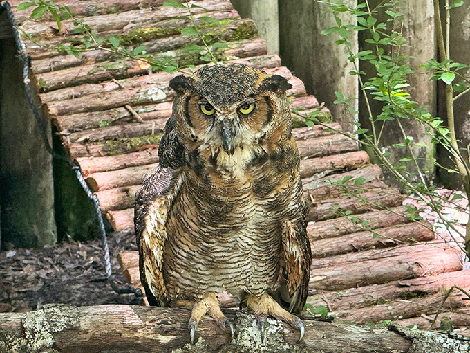 This owl's expression says, "I've seen what you do when nobody's watching, and I'm not impressed."