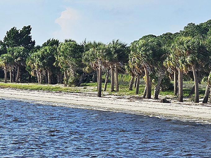 Nature's welcome committee stands tall along Shired Island's shore, their fronds applauding gently in the Gulf breeze.