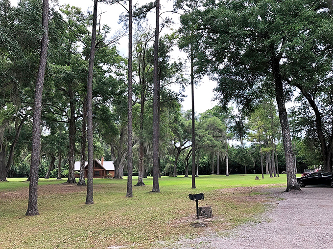 Tall pines stand sentinel around the spring, as if guarding a natural treasure. The contrast between woodland and water creates perfect harmony.