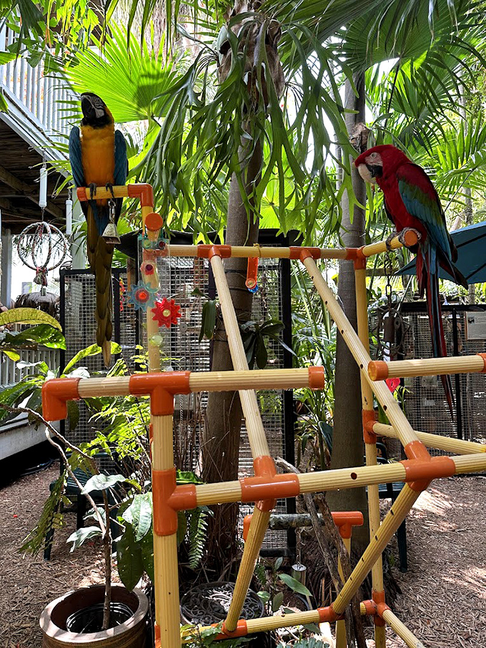 Engineering meets entertainment in these colorful play structures, designed to keep brilliant bird minds engaged and active throughout the day.