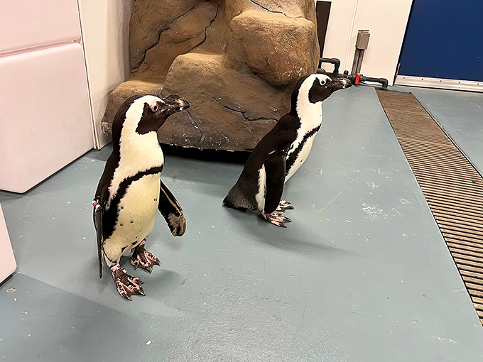 These tuxedoed ambassadors waddle with the comical dignity of tiny headwaiters &ndash; awkward on land but underwater Olympic champions.