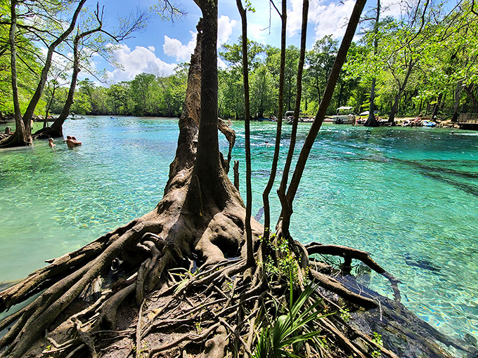 Ancient cypress roots grip the shoreline like gnarled fingers, telling stories of centuries watching over these magical waters.