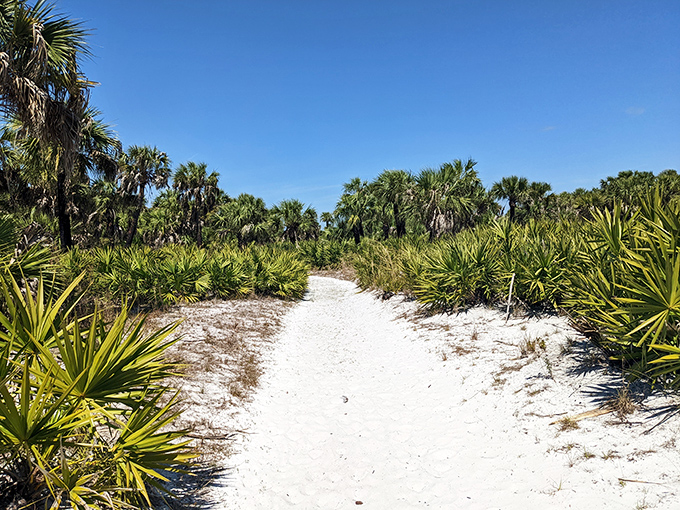 Nature's perfect corridor &ndash; palm fronds create a natural canopy over sandy trails that lead to discoveries around every bend.