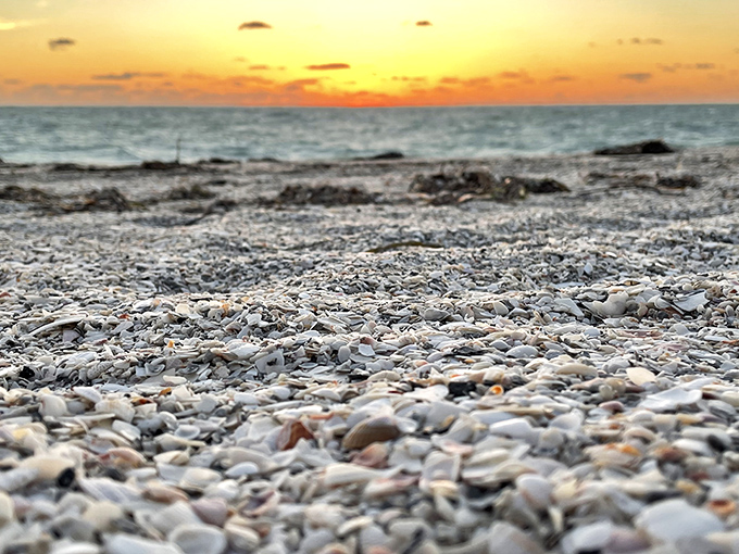The shell-strewn beach resembles nature's jewelry box, where each tiny calcium carbonate creation competes for the collector's attention.