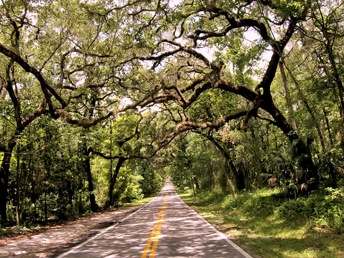 Dappled sunlight plays hide-and-seek on this shaded road, creating patterns that dance across your windshield like nature's own light show.