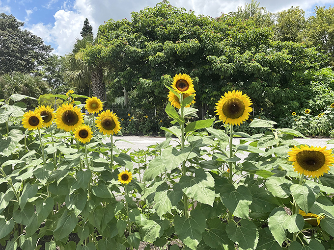 Sunflowers stand tall like nature's optimists, their sunny faces tracking the Florida sky in a daily ritual of solar worship.