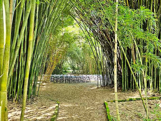 Bamboo creates natural cathedral-like arches along this pathway, where visitors experience the gentle creaking symphony of stalks swaying in the breeze.