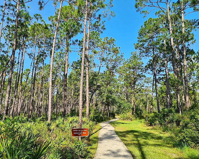 This sandy trail cuts through pine sentinels standing tall since before your grandparents were born &ndash; nature's time capsule.