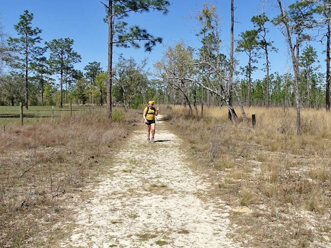 Sandy pathways wind through longleaf pine forests where prescribed burns create the perfect conditions for nature's comeback tour.