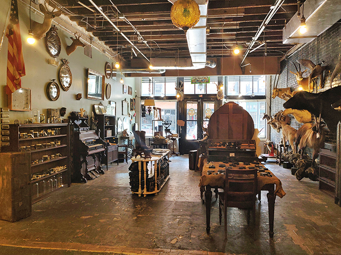 The eclectic mix of taxidermy, antiques, and oddities creates a visual feast that keeps your eyes dancing from one treasure to another.