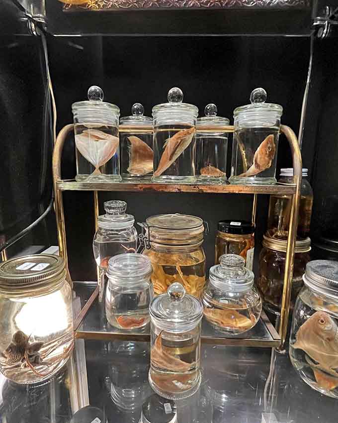 The preserved aquatic collection would make any biology teacher swoon &ndash; or possibly reconsider their career choice.