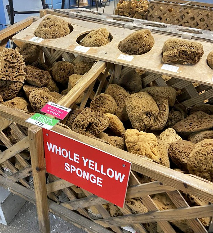 "Whole Yellow Sponge" &ndash; nature's perfect design for absorption, displayed like the aquatic celebrity it truly is.