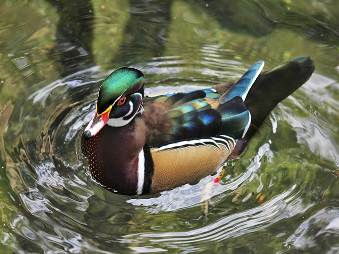 Nature's fashion superstar! This wood duck sports colors so perfectly coordinated it looks like it consulted with a designer before swimming into view.