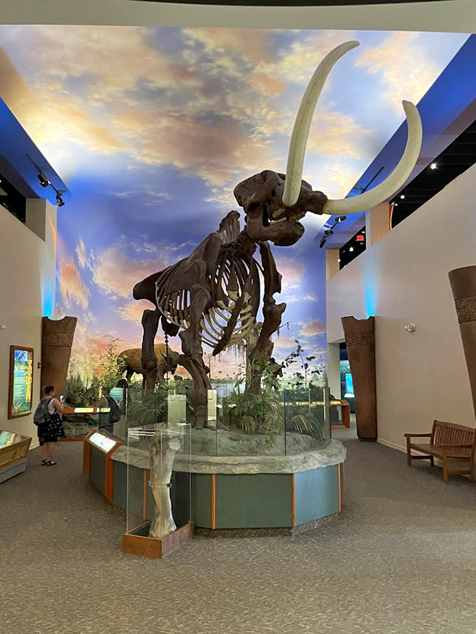 Massive mammoth skeletons demonstrate the incredible size of these ancient ice age giants.