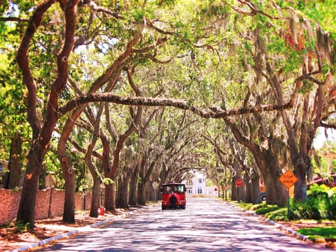 Afternoon sun casts dappled shadows across the pavement, while a red trolley adds a cheerful contrast to the verdant canopy.
