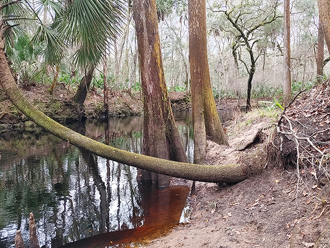 The mysterious Aucilla Sinks showcase nature's own magic trick&mdash;a river that disappears underground only to reemerge in a series of pools.