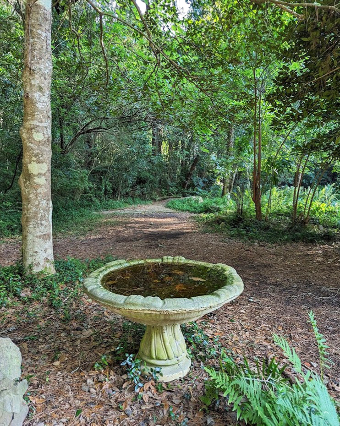 This weathered bird bath offers more than water &ndash; it's a front-row seat to nature's theater of winged performers.